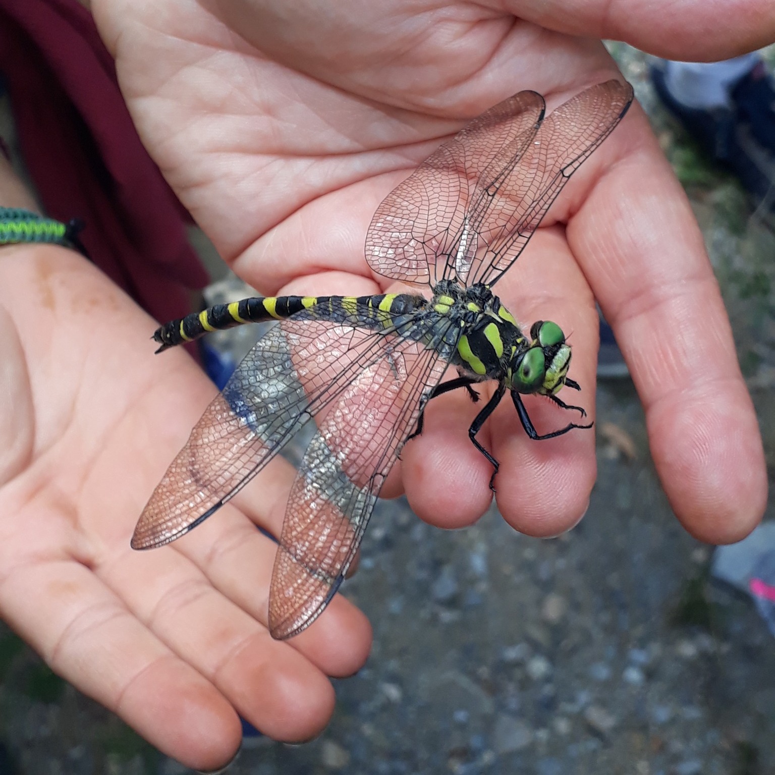 Insect hotel - Βαμβακού