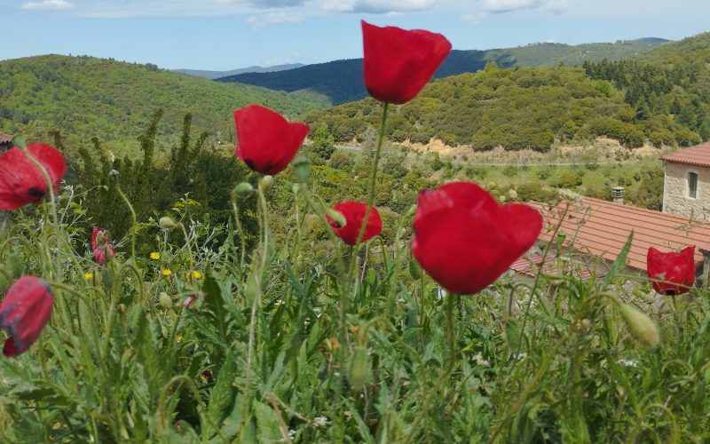 Βαμβακού Λακωνίας, ένα μικρό χωριό που αναγεννάται!
